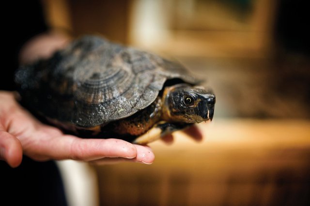 4 places to see native and exotic wildlife in Northeast Georgia ...