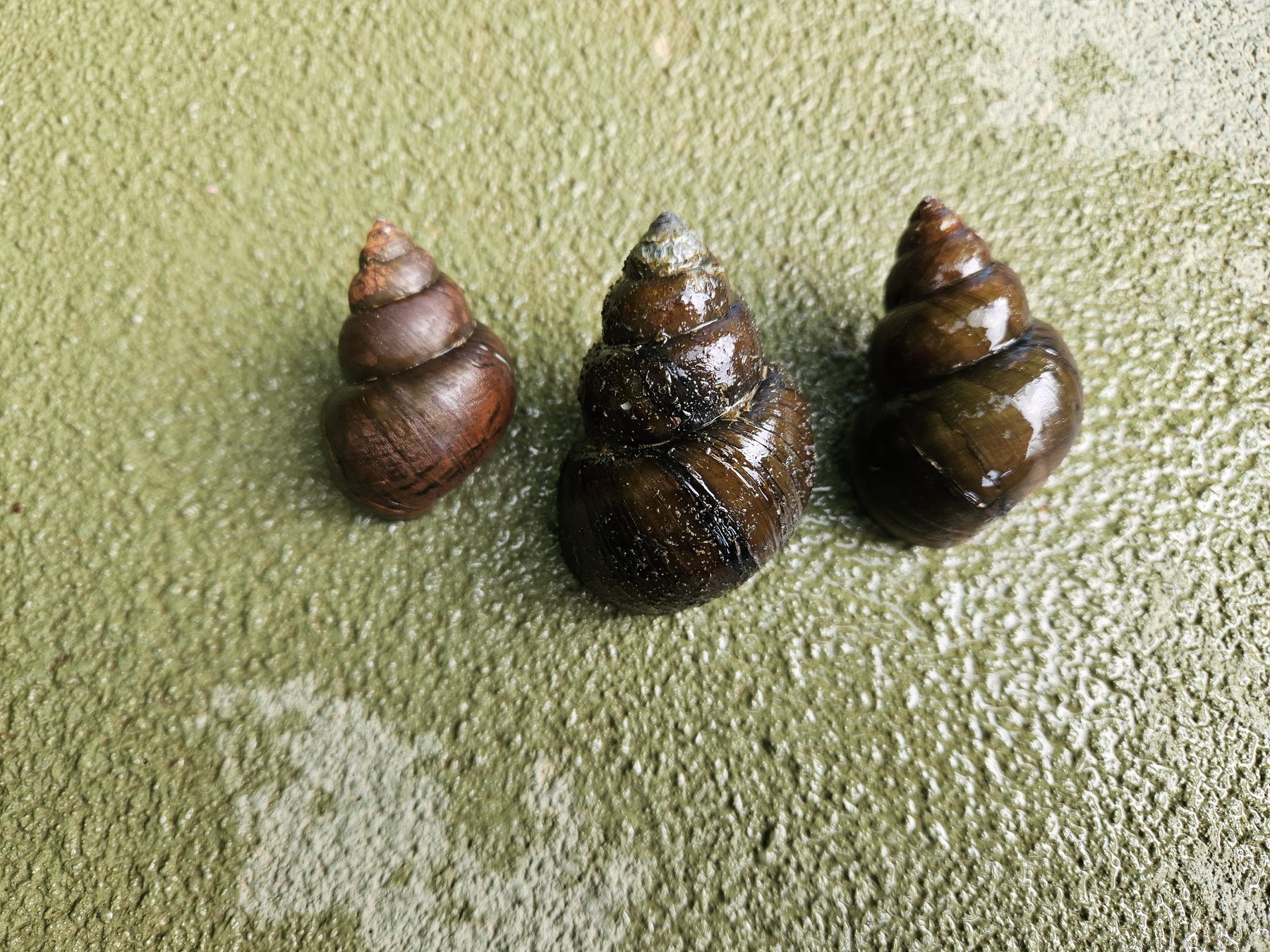Lake Lanier has an issue with invasive Chinese snails. Here's what we ...